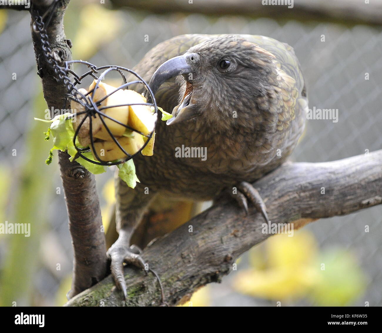 Brno, Czech Republic. 26th Oct, 2017. Kea (Nestor notabilis) is seen in ...