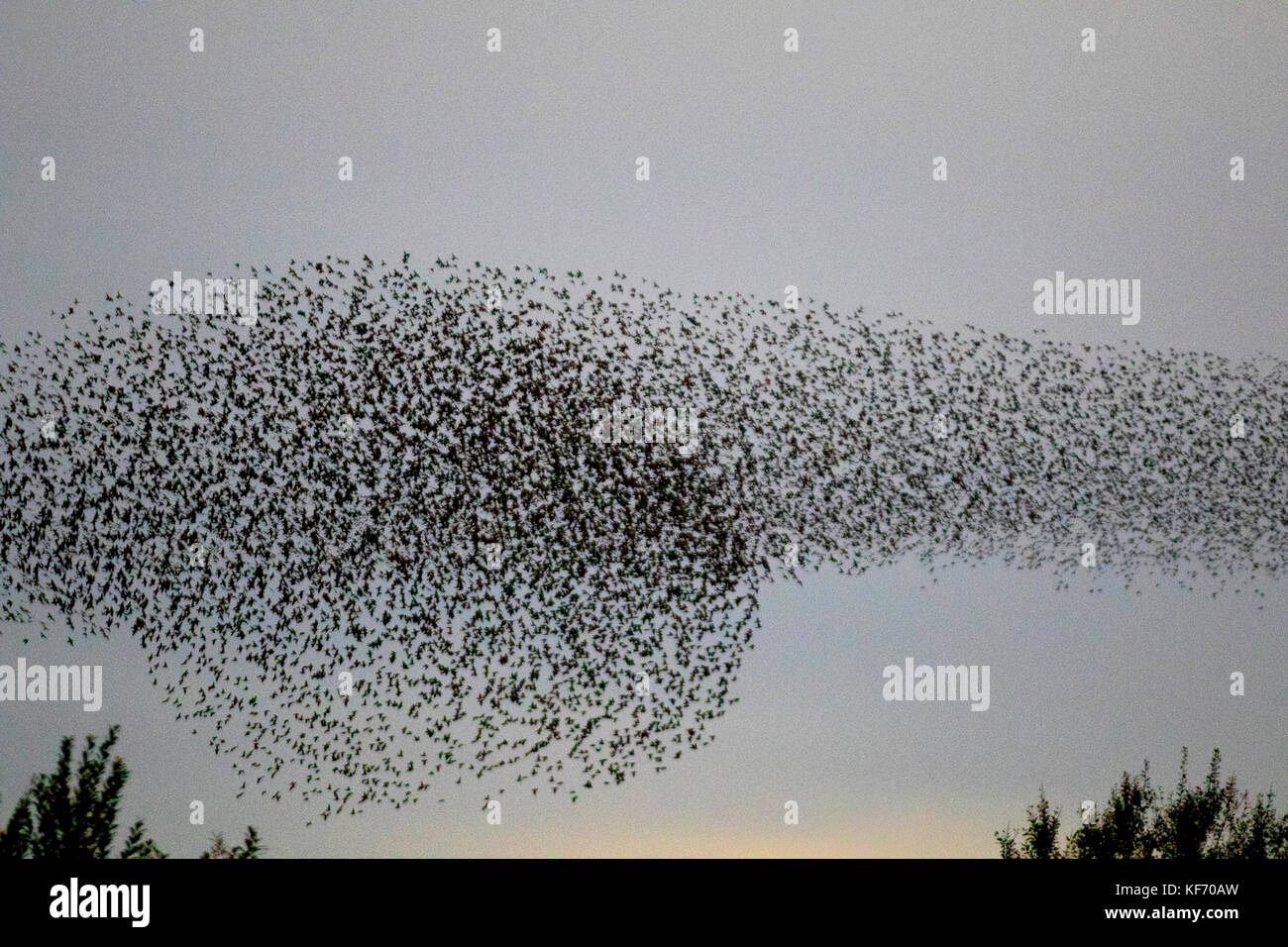 A spectacular dusk starling flight, gathering and groupings, with ...