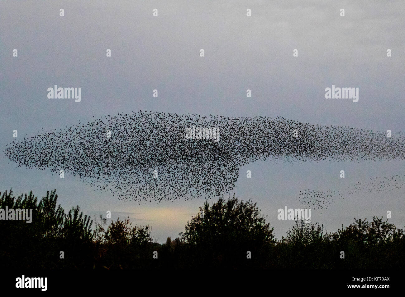 A spectacular dusk starling flight, gathering and groupings, with ...