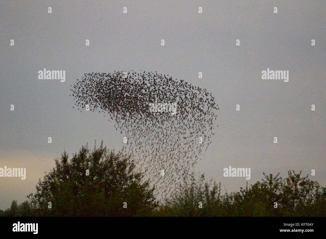 A spectacular dusk starling flight, gathering and groupings, with ...