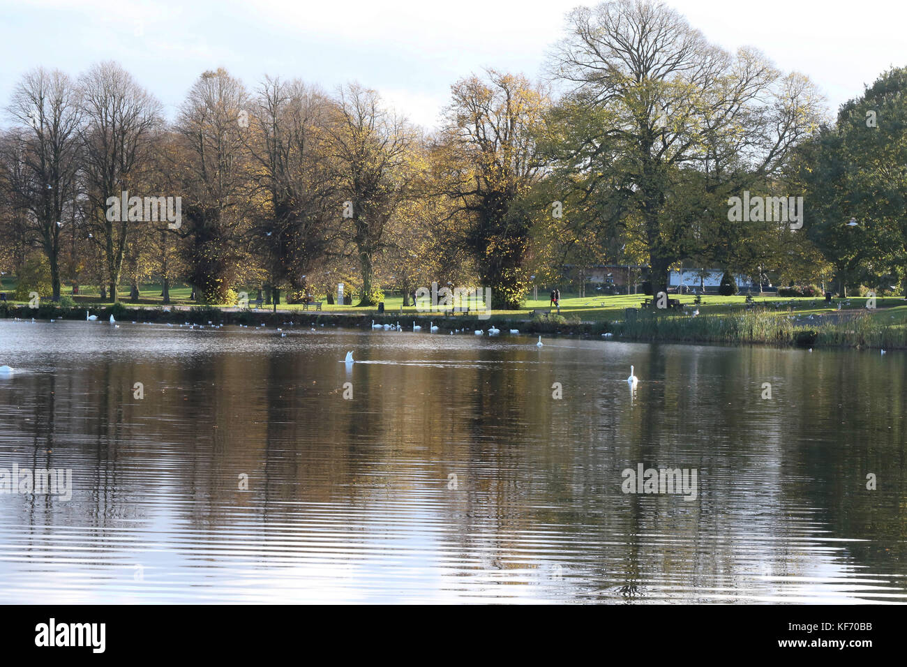 Brids congregating lurgan park lake hi-res stock photography and images ...