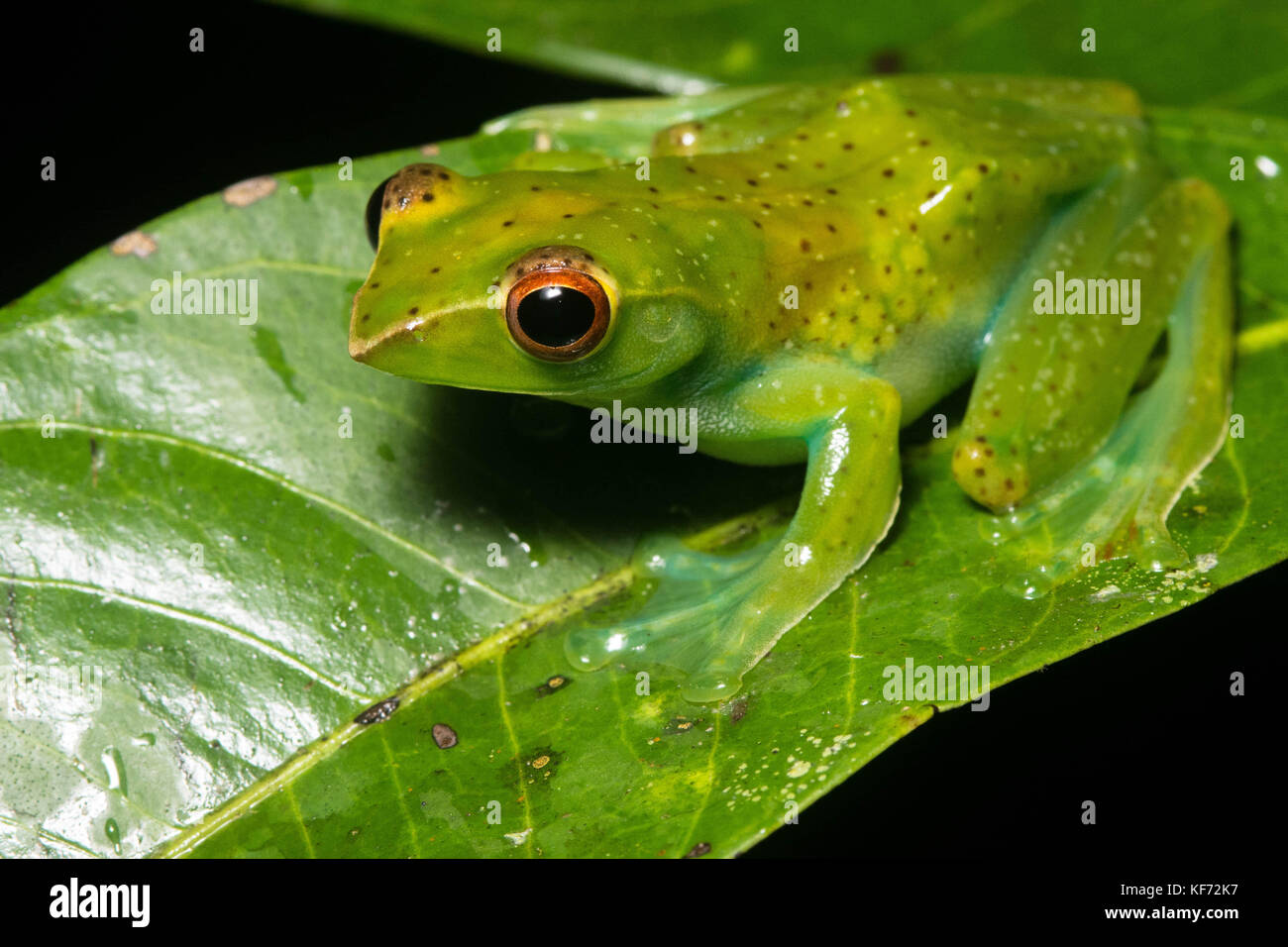 Rhacophorus dulitensis hi-res stock photography and images - Alamy