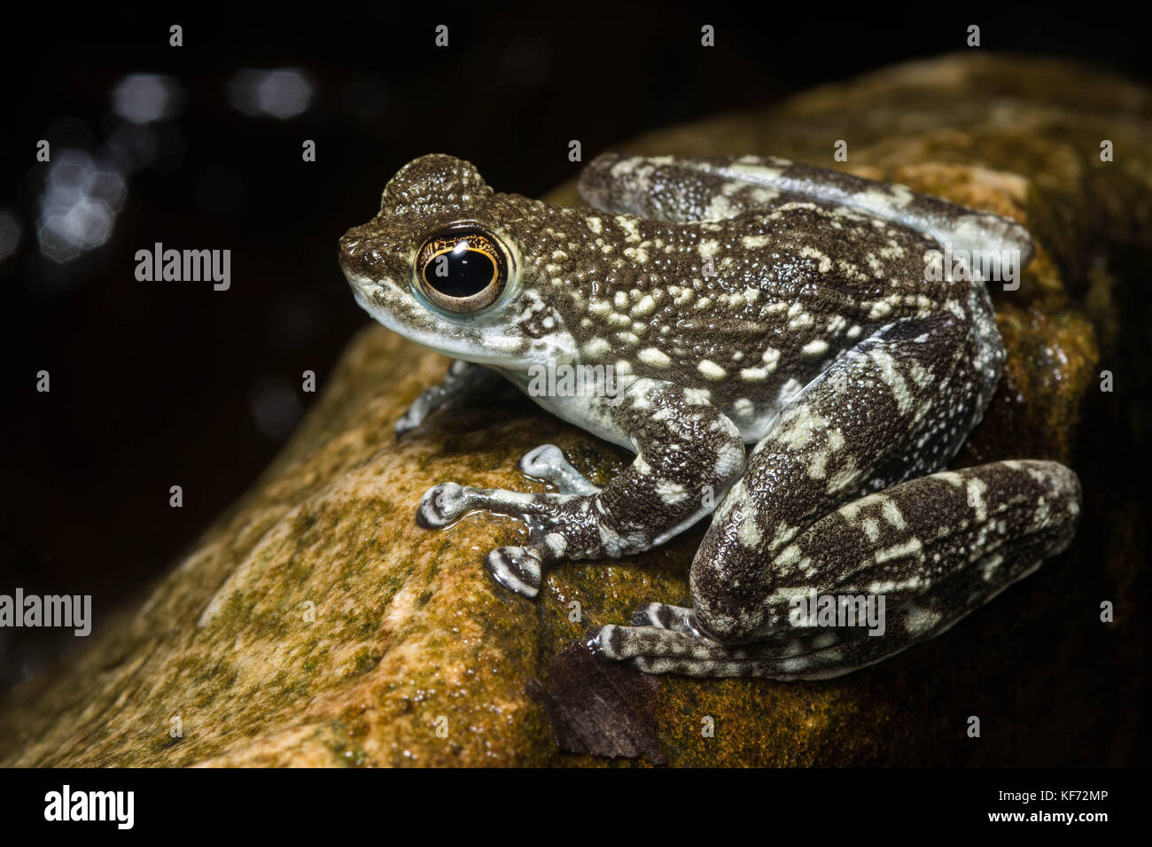 Banded stream frog hi-res stock photography and images - Alamy