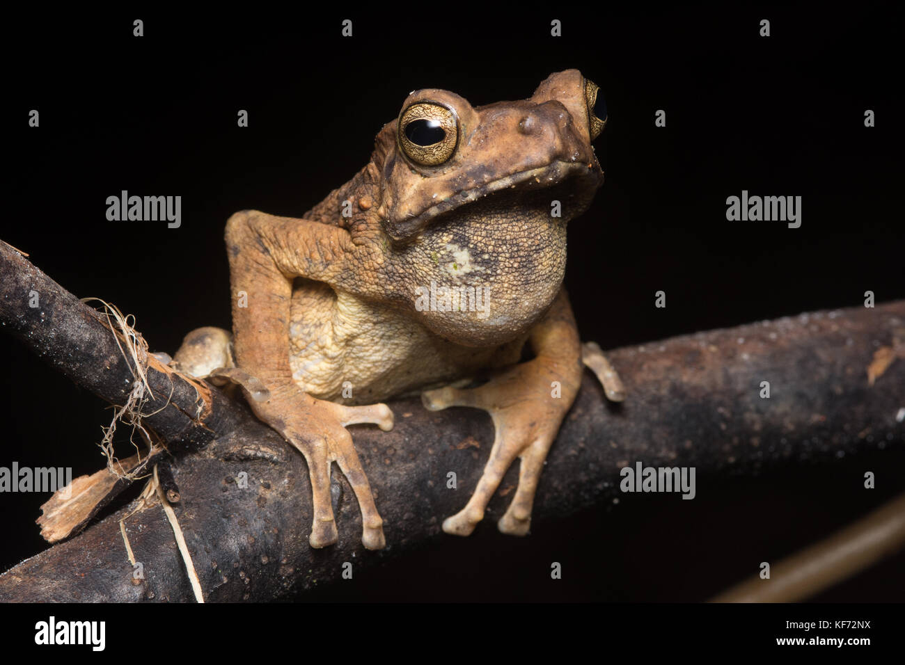 Rentapia hi-res stock photography and images - Alamy