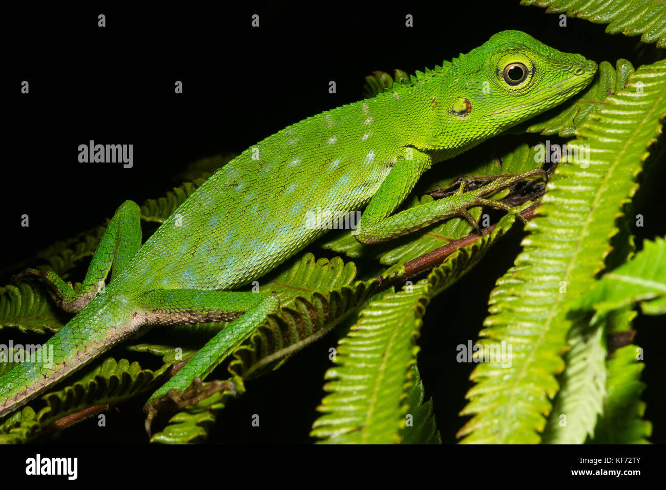 Forest crested lizard hi-res stock photography and images - Alamy