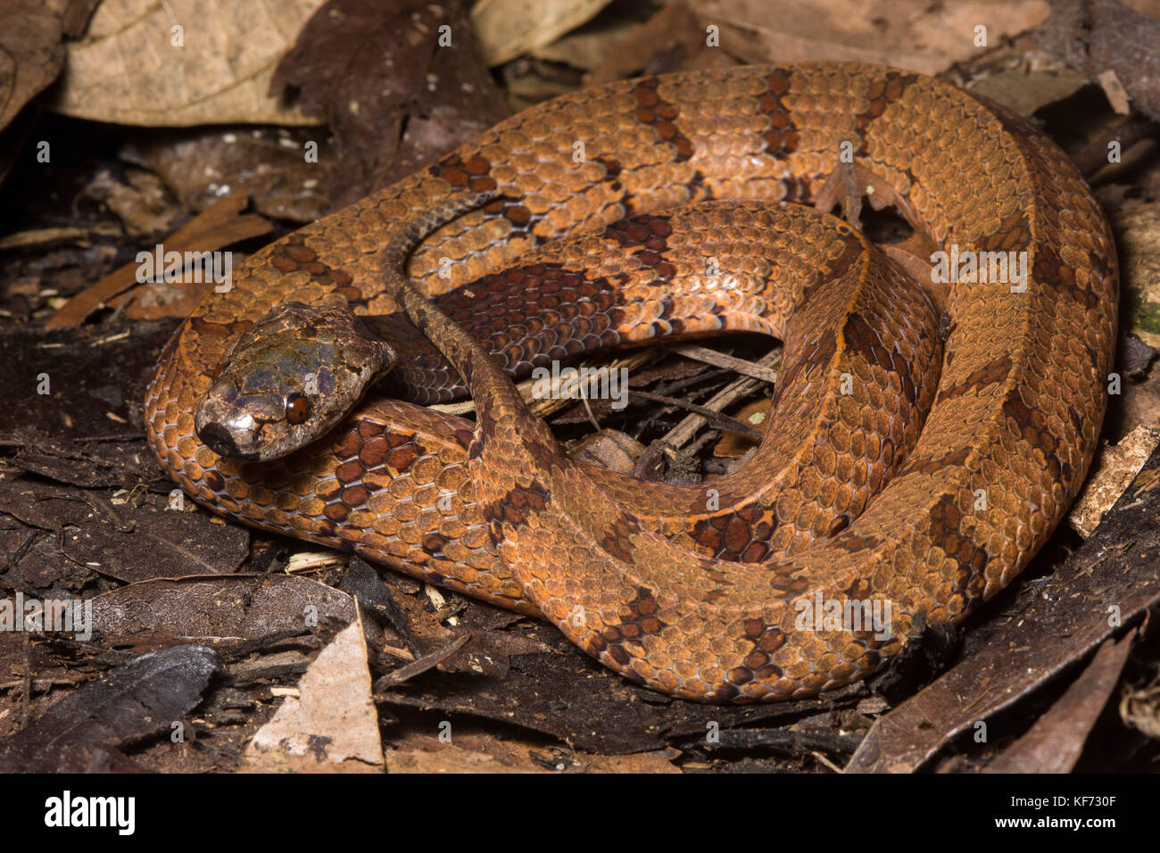 Formerly known as the Malayan slug snake (Asthenodipsas malaccanus) in ...