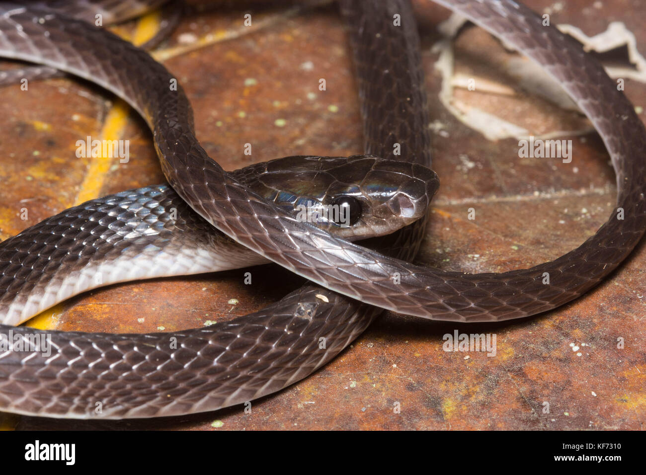 A wolf snake (Lycodon sp.) from Borneo Stock Photo - Alamy