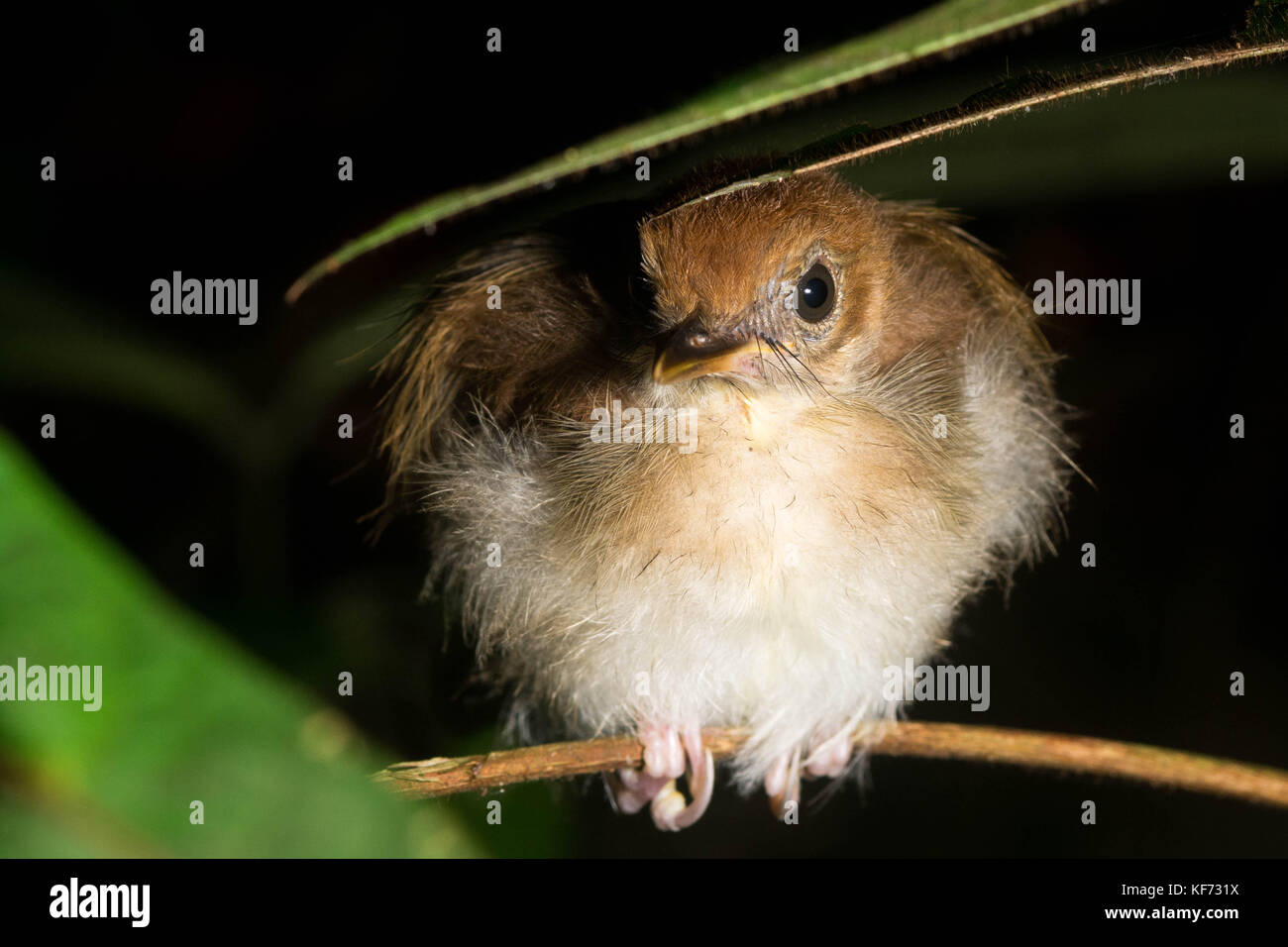 A brown bulbul from the jungle in Danum Valley in Borneo Stock Photo ...