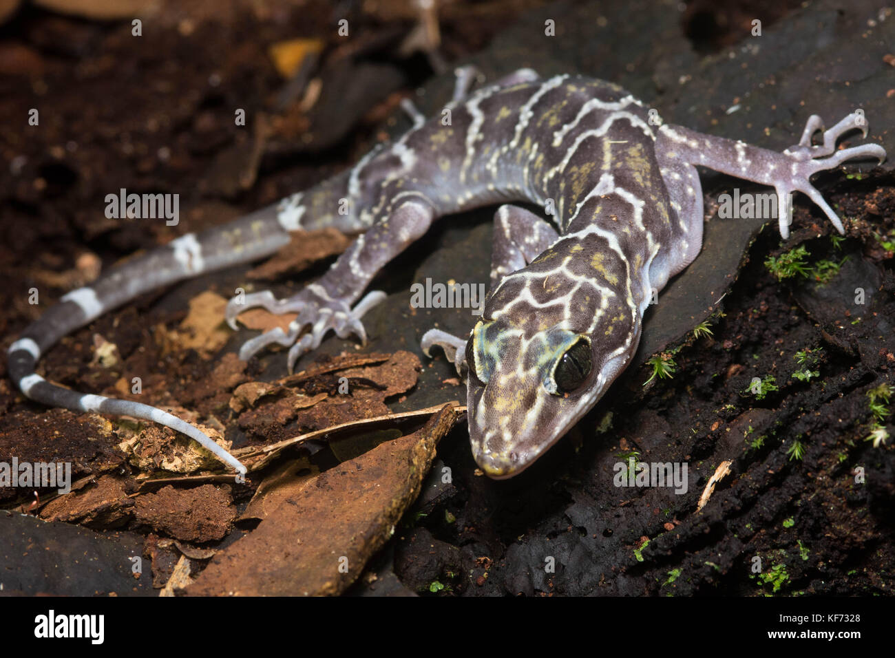 A peter's bent toed gecko (Cyrtodactylus consobrinus) from Borneo Stock ...