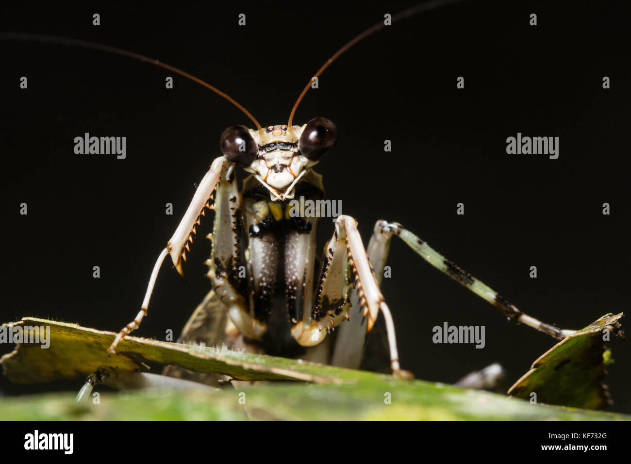 a lichen mantis (Theopompa sp.) from Borneo Stock Photo - Alamy