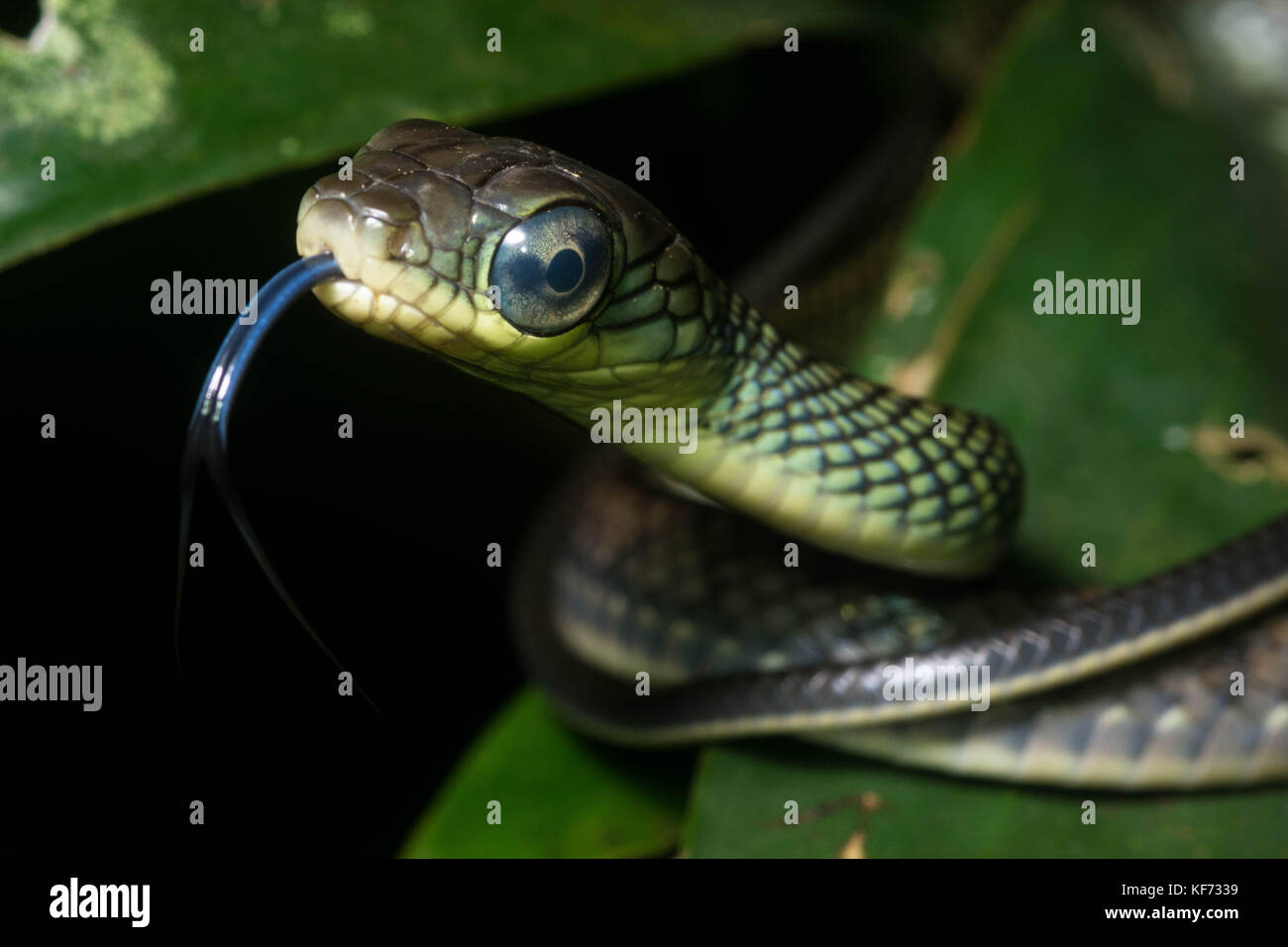 Juvenile rat snake hi-res stock photography and images - Alamy