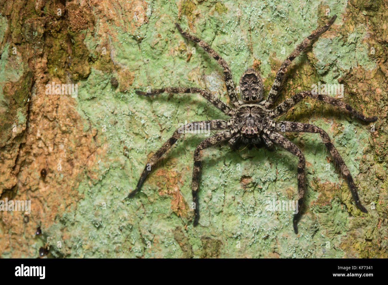 A spider sitting on a tree trunk in the jungle waiting for a tasty ...