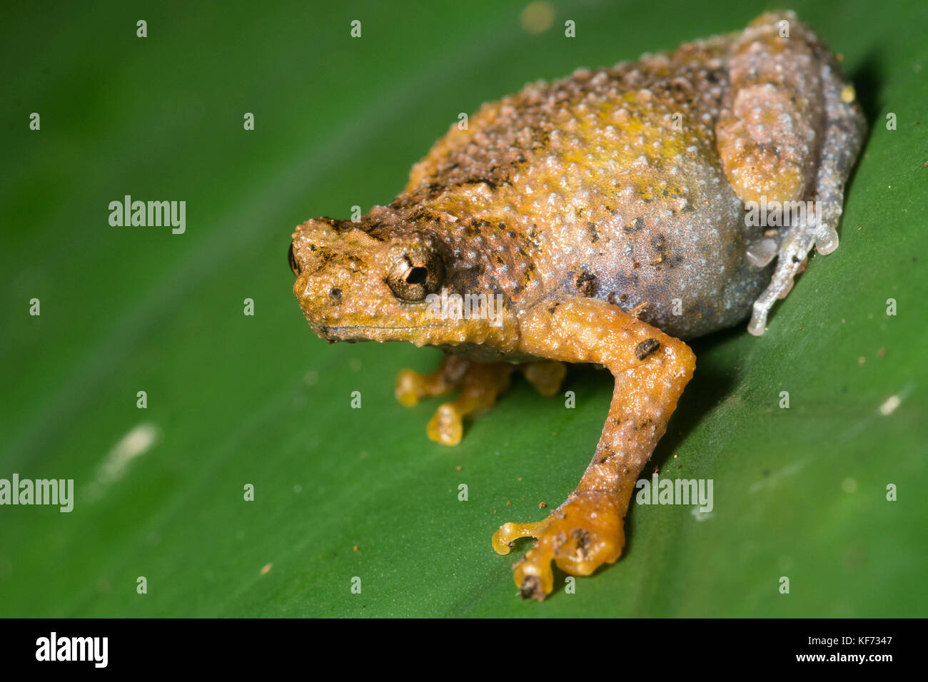 Bumps on the leaf hi-res stock photography and images - Alamy