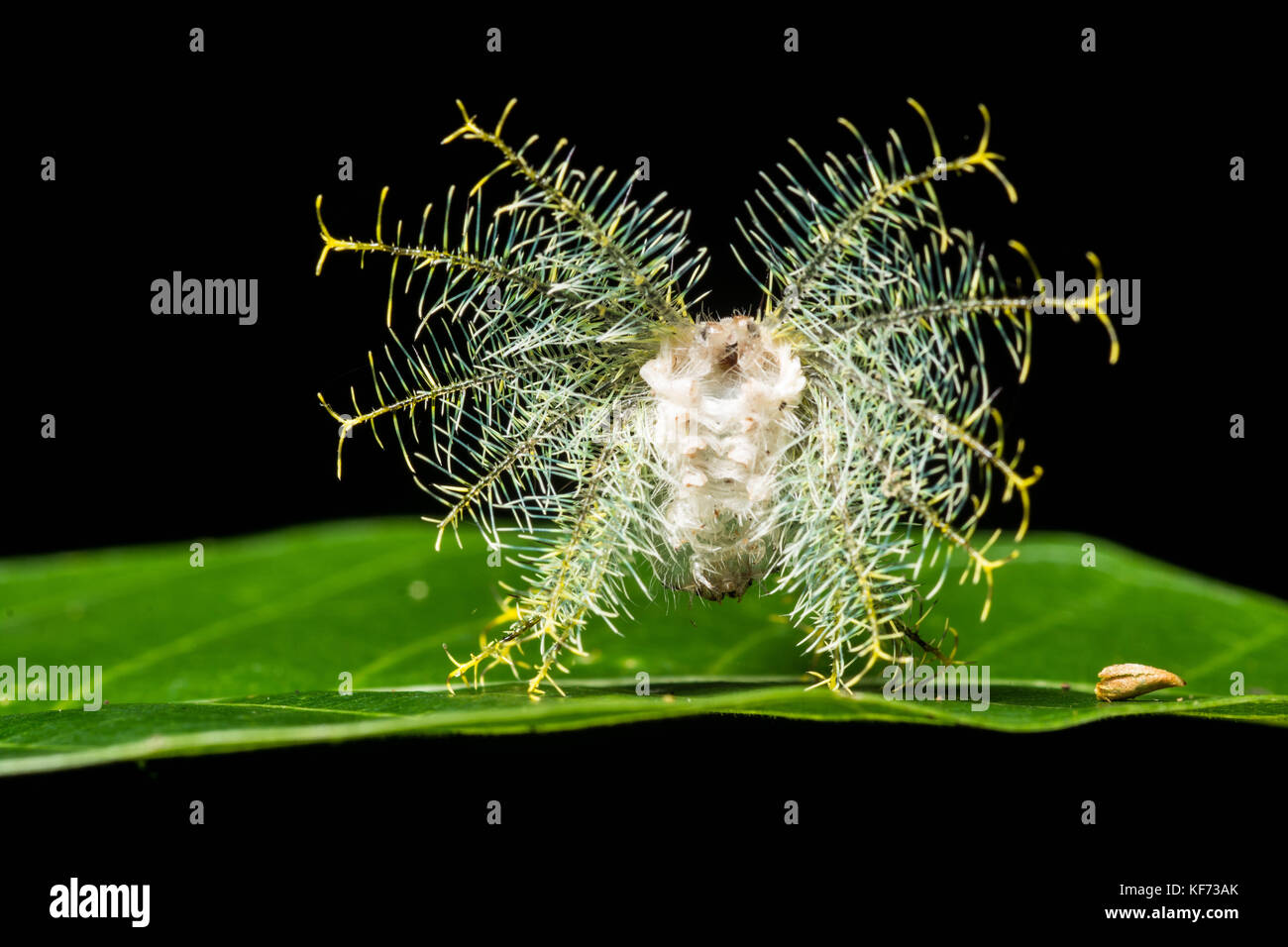 Caterpillar exoskeleton hi-res stock photography and images - Alamy