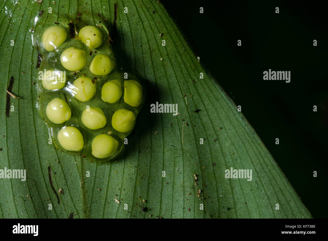 Kajau hi-res stock photography and images - Alamy