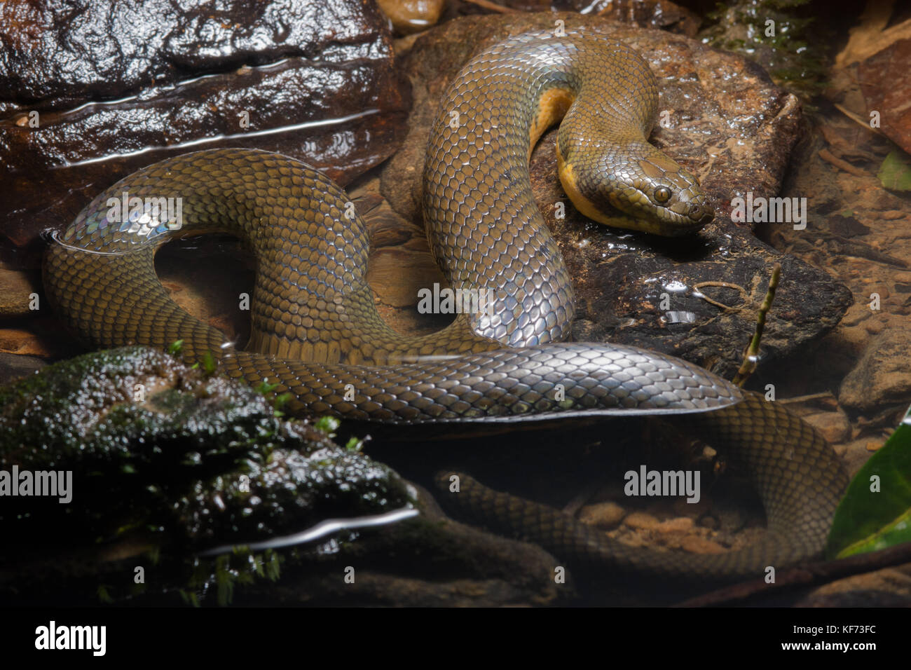 Homalopsidae High Resolution Stock Photography and Images - Alamy