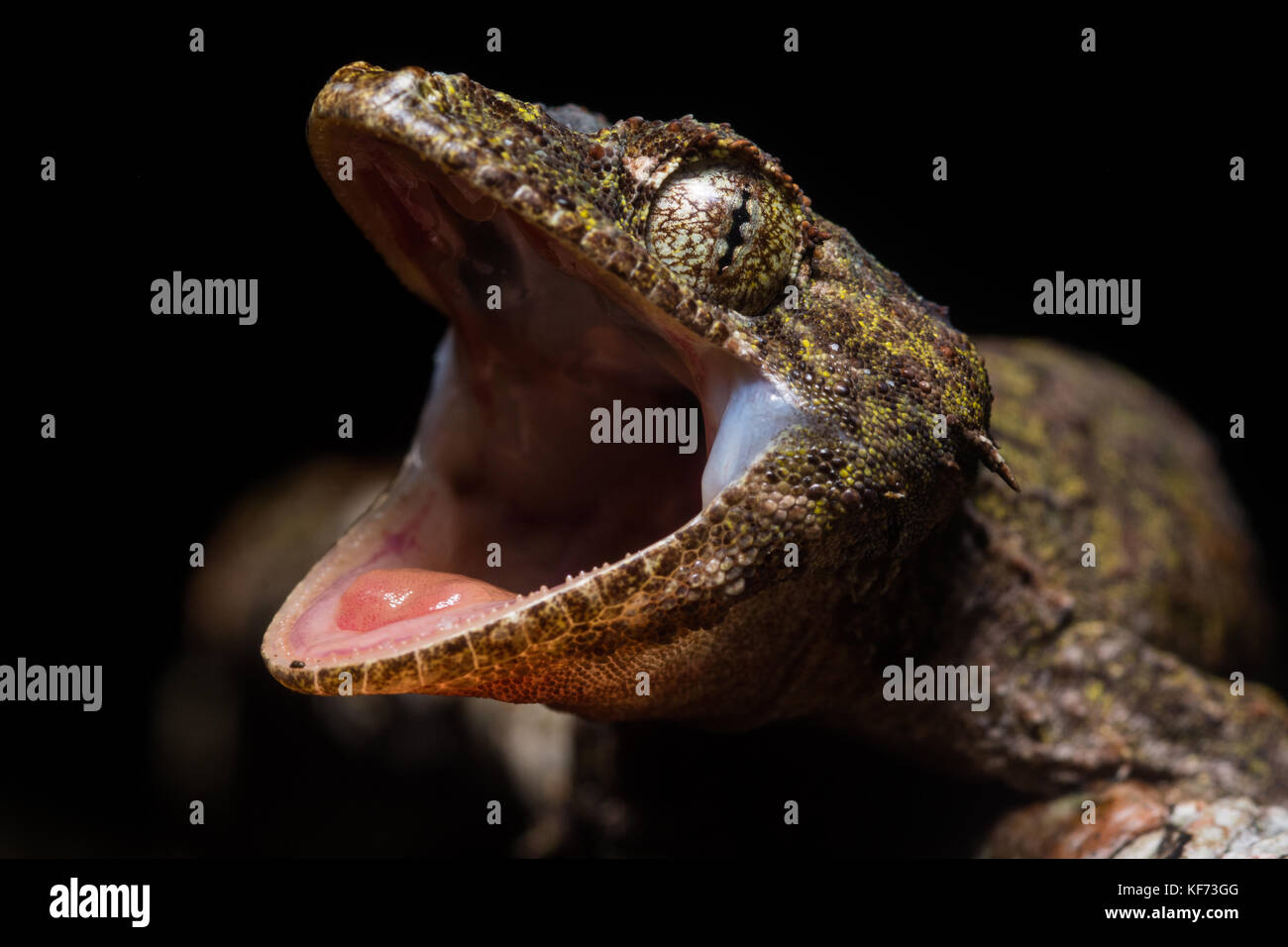 Flying gecko hi-res stock photography and images - Alamy