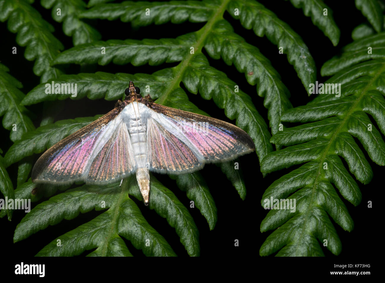 Moth malaysia hi-res stock photography and images - Alamy