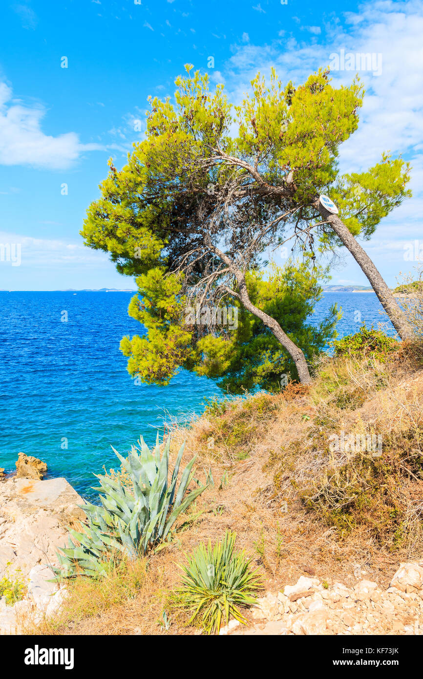 Pine tree growing on beach hi-res stock photography and images - Alamy