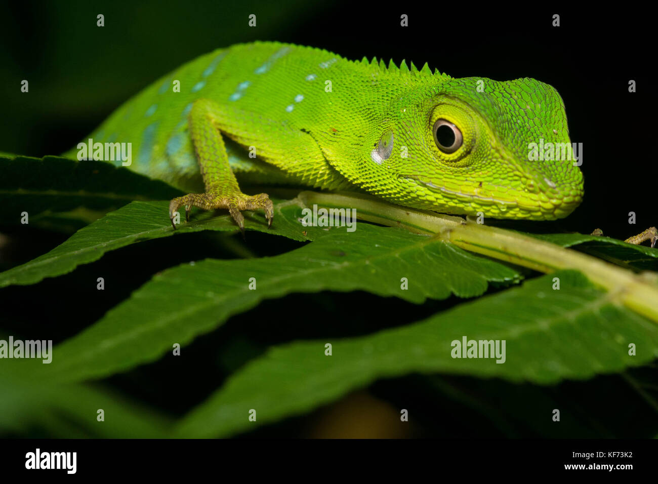 A Crested green lizard (Bronchocela cristatella) resting on a fern at ...