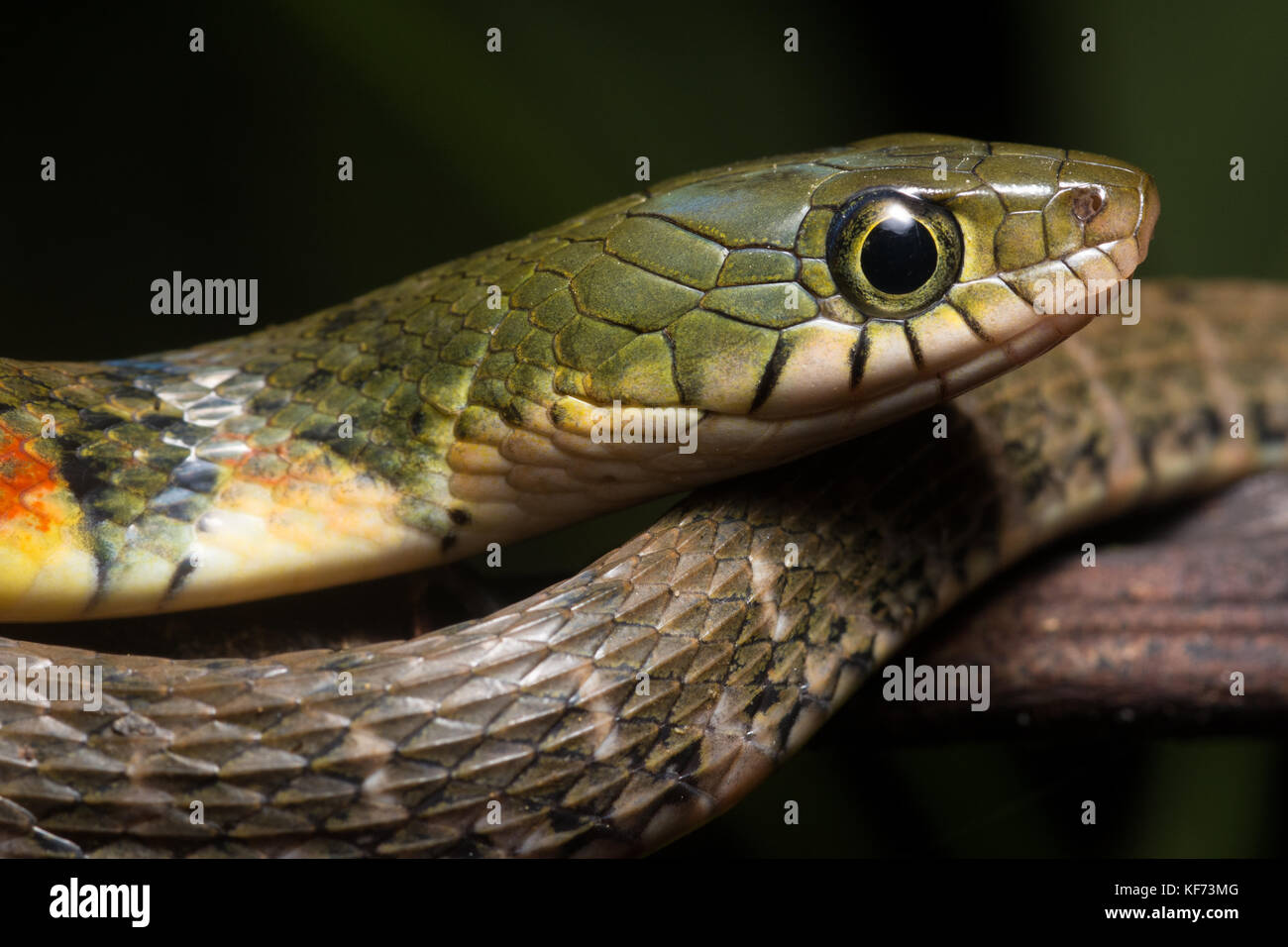Keelback snake hi-res stock photography and images - Alamy