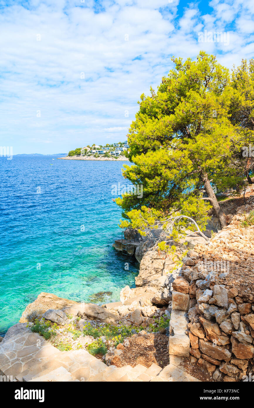 Pine tree growing on beach hi-res stock photography and images - Alamy