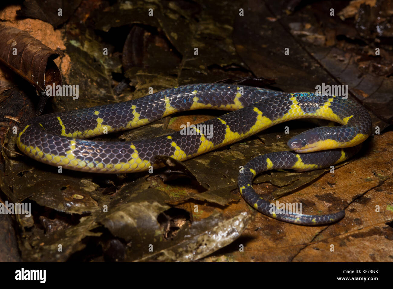 Calamaria hi-res stock photography and images - Alamy