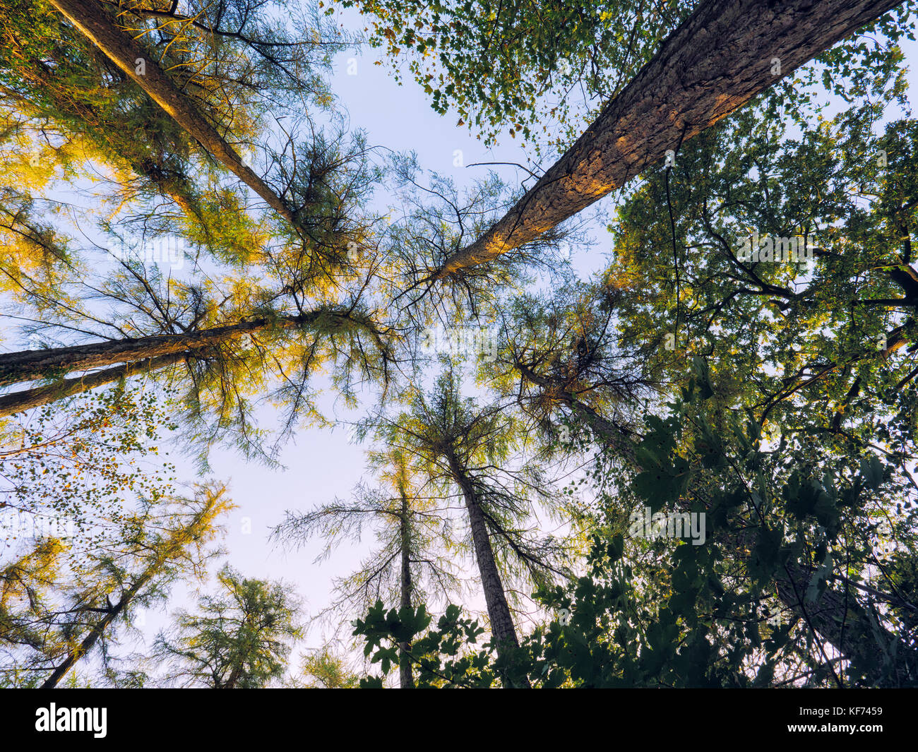 Early Autumn forest morning,Northern Ireland Stock Photo - Alamy