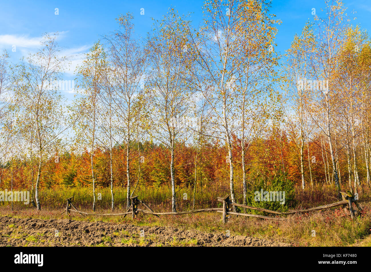 Field and colorful birch trees in autumn season, Poland Stock Photo - Alamy