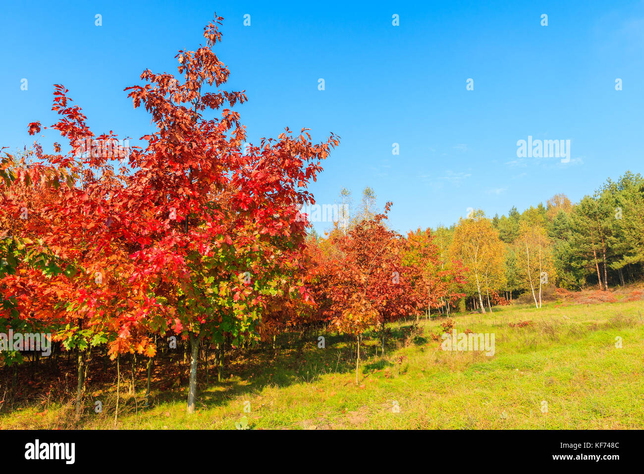 Colorful autumn red yellow green hi-res stock photography and images ...