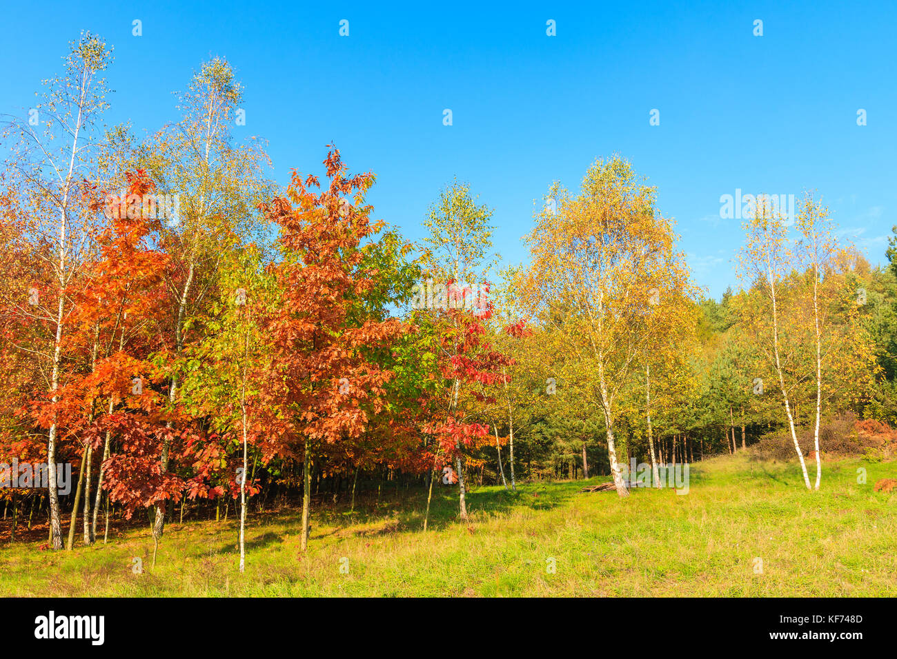 Red color in green forest hi-res stock photography and images - Alamy