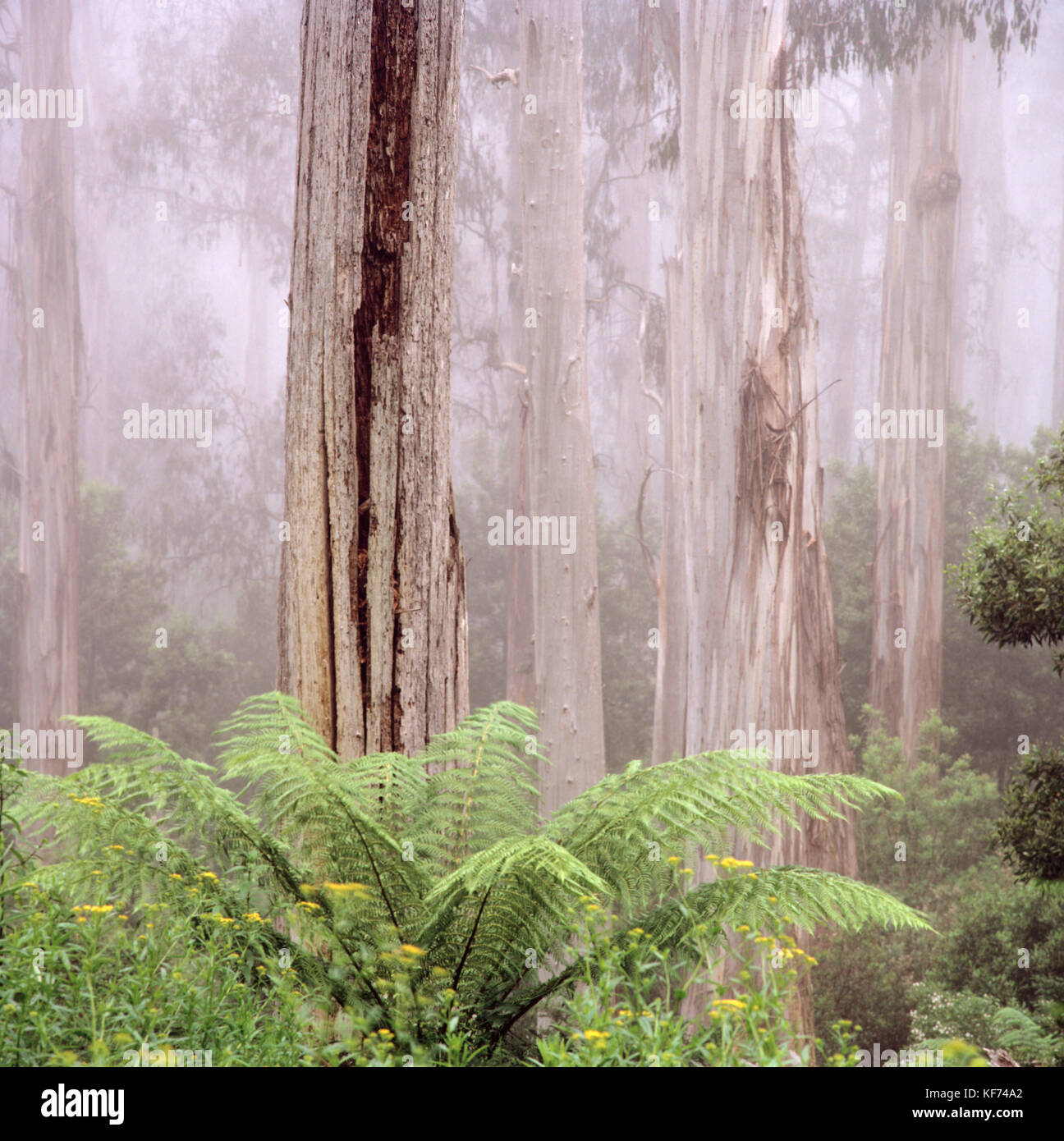 Mist-shrouded forest, Errinundra National Park, East Gippsland ...