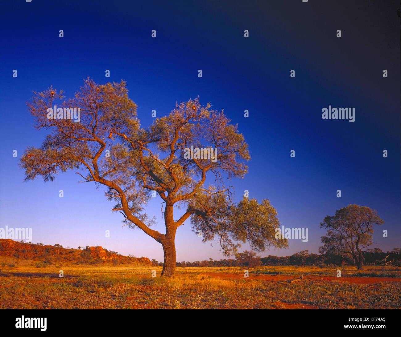 Beefwood (Grevillea striata), lone tree. Australian Aborigines use the ...