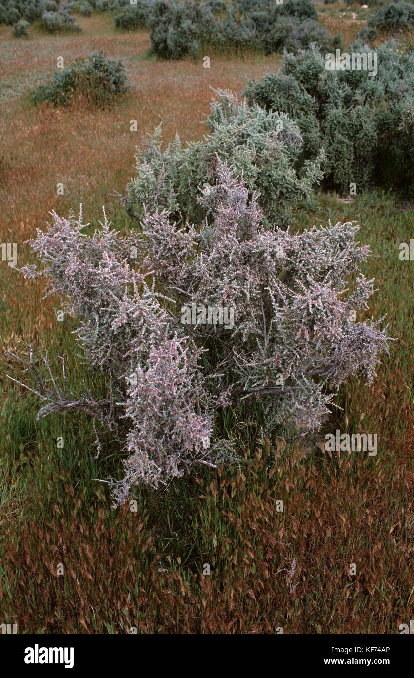 Bluebush (Maireana sedifolia), Mungo National Park, far western New ...