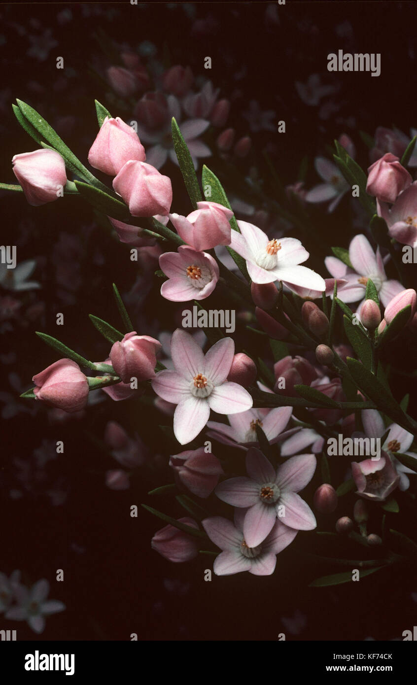 Pink waxflower (Eriostemon australasius), closeup of flowers and ...