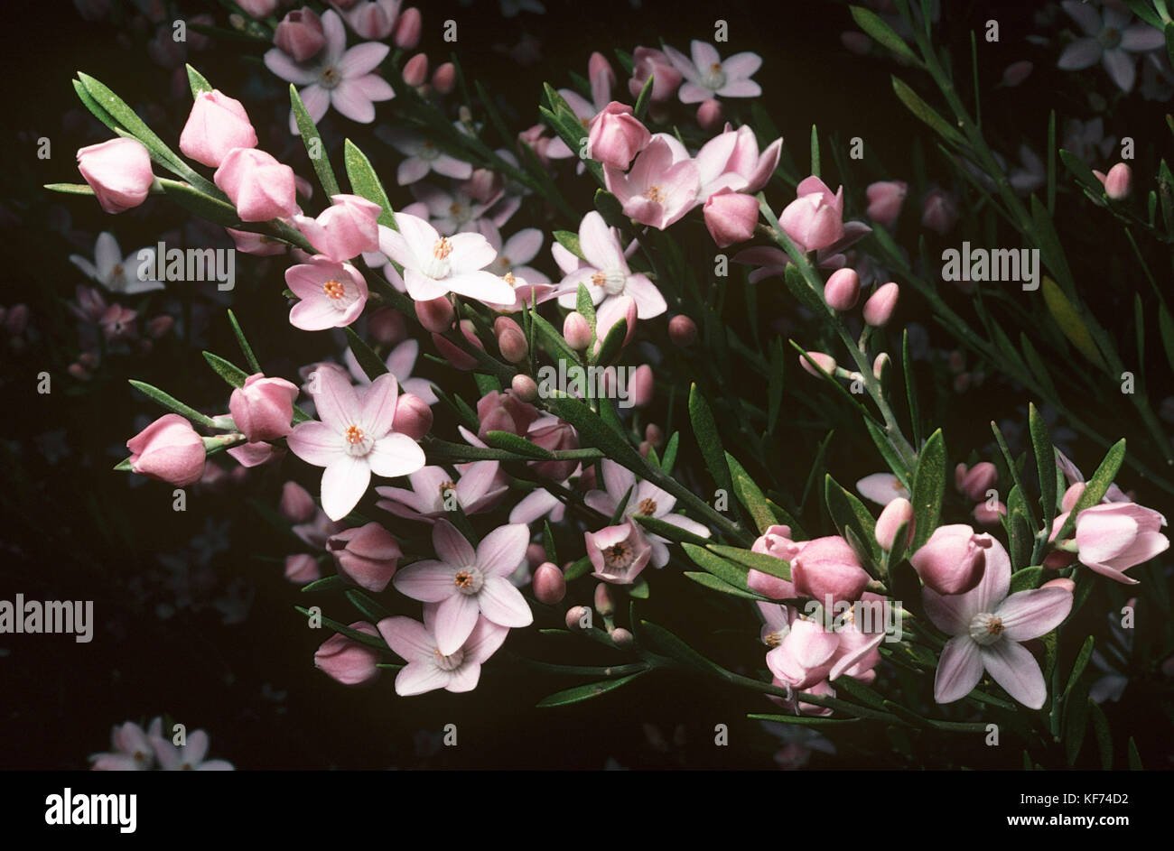 Eriostemon hi-res stock photography and images - Alamy