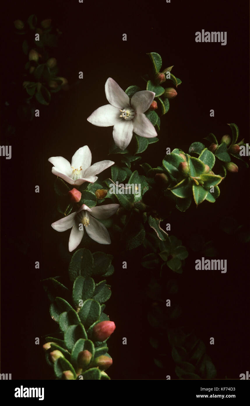 Box-leaf waxflower (Philotheca buxifolia obovatus), closeup of delicate ...