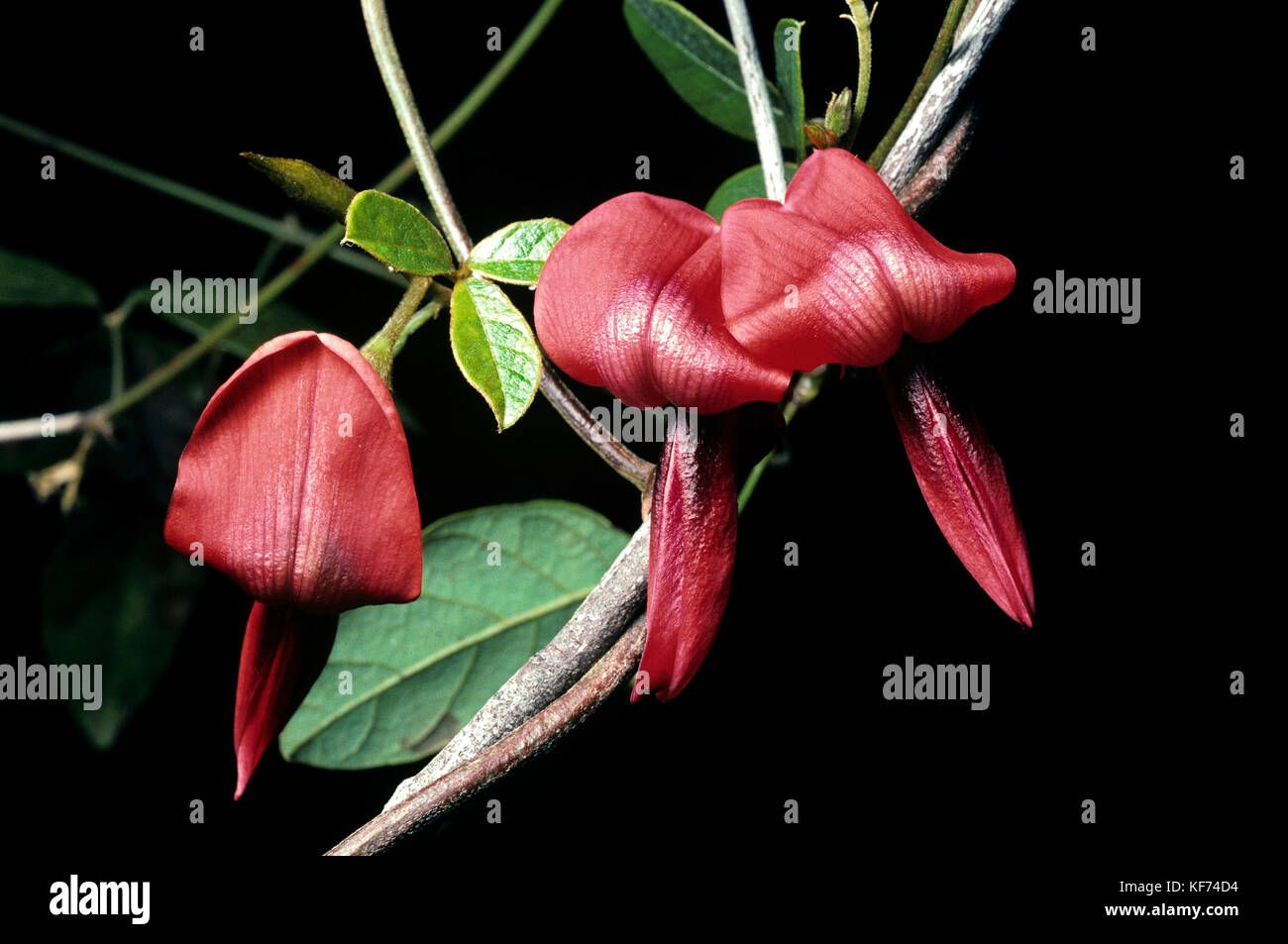 Dusky coral pea (Kennedia rubicunda), flowers. New South Wales ...