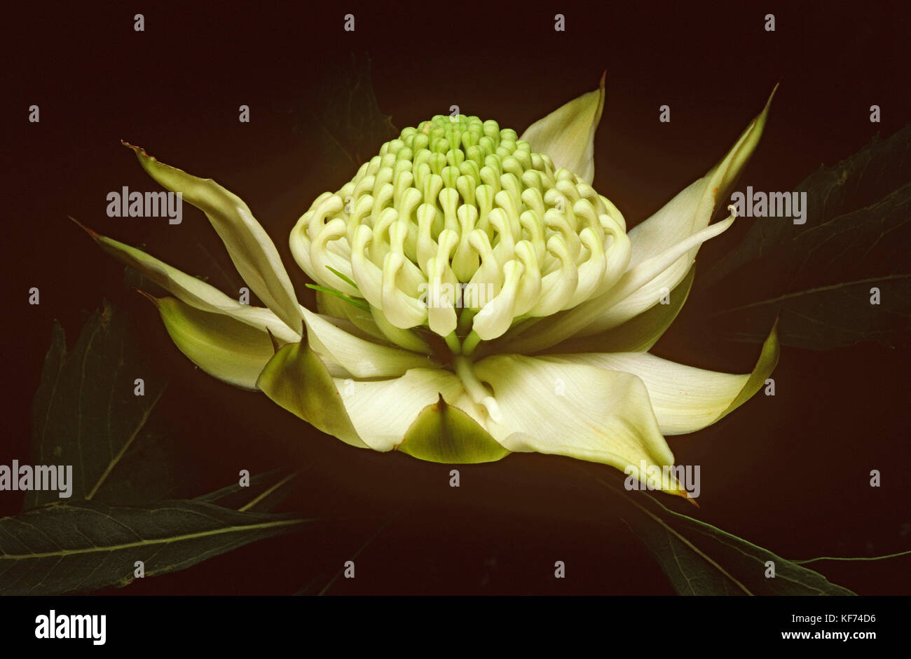 Native Waratah Telopea Flowers Australia High Resolution Stock ...