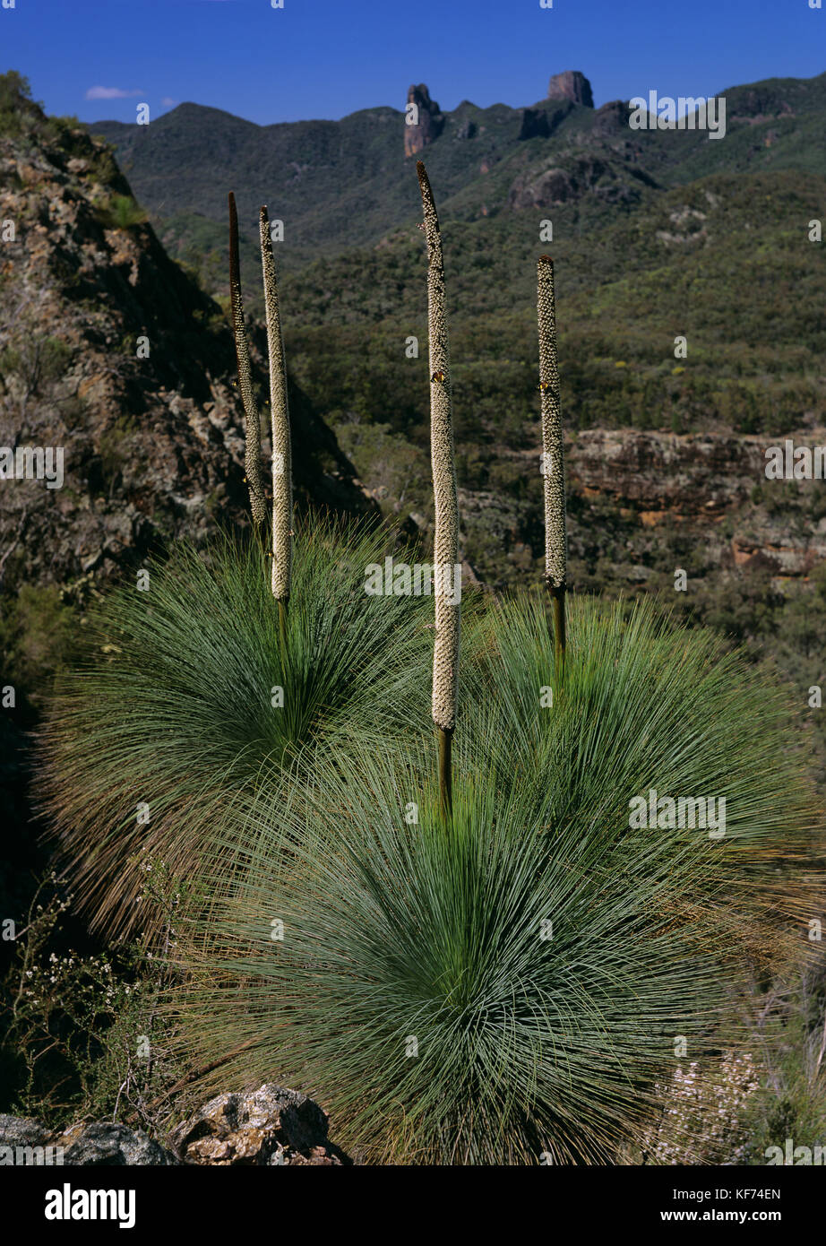 Yucca angustifolia hi-res stock photography and images - Alamy