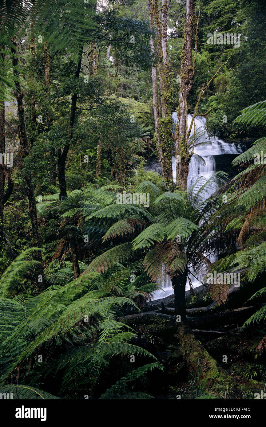 Triplet Falls, and cool temperate rainforest. Great Otway National Park ...