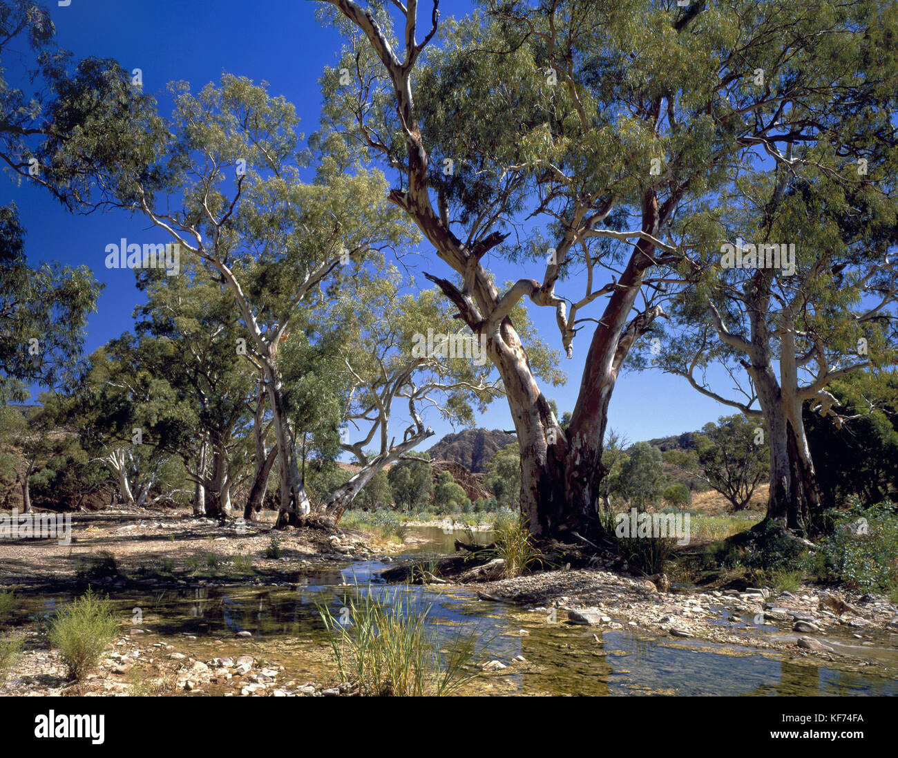River red gums (Eucalyptus camaldulensis), on Aroona Creek. Ikara ...