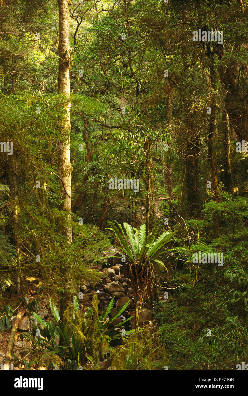 Subtropical rainforest, Lamington National Park, southern Queensland ...