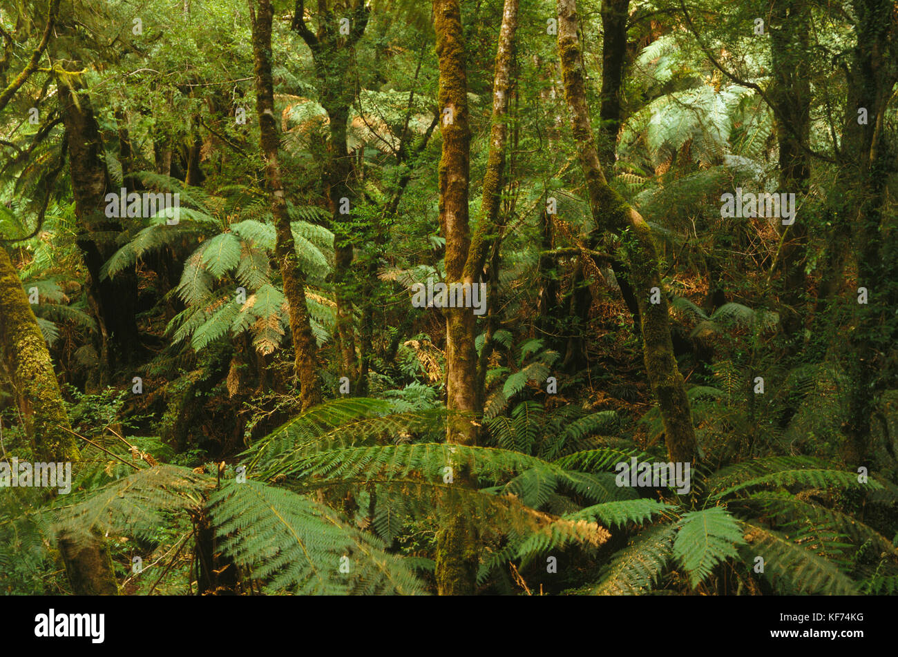 Sassafras Gully, warm temperate rainforest. Errinundra National Park ...