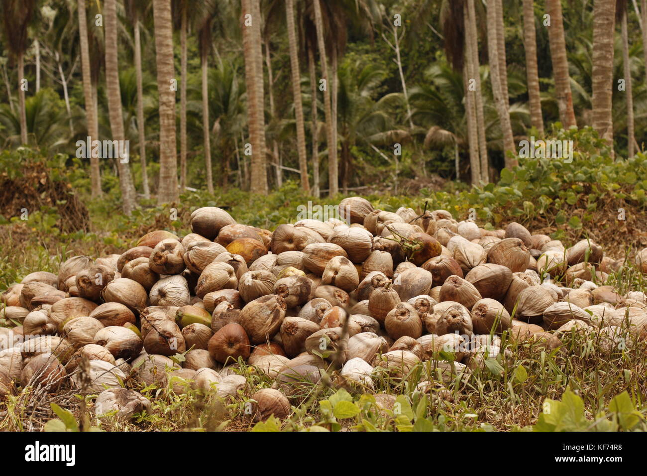 Dried coconut leaves hi-res stock photography and images - Alamy