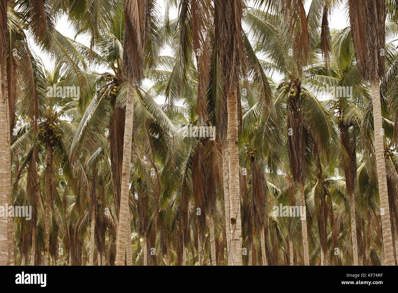 Coconut tree grove in a coconut farm in Brazil Stock Photo - Alamy