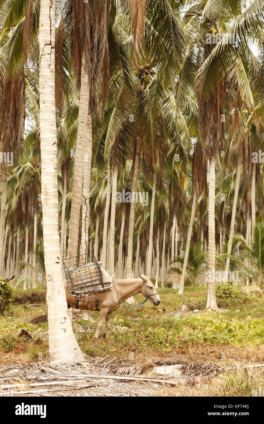 Coco plantation brazil hi-res stock photography and images - Alamy