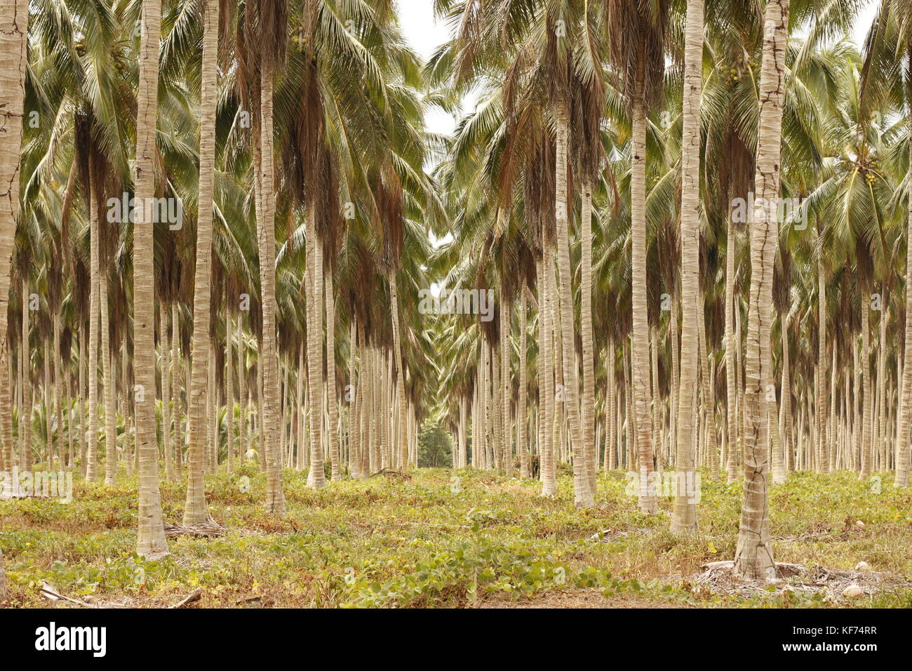 Image of coconuts in a palm tree hi-res stock photography and images ...