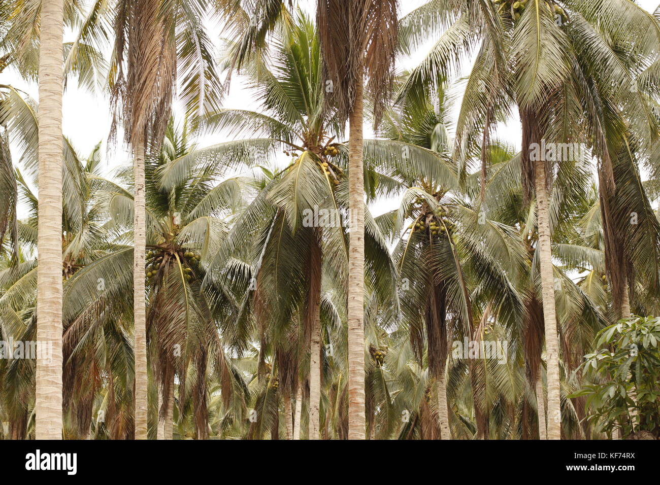 Coconut tree grove in a coconut farm in Brazil Stock Photo - Alamy