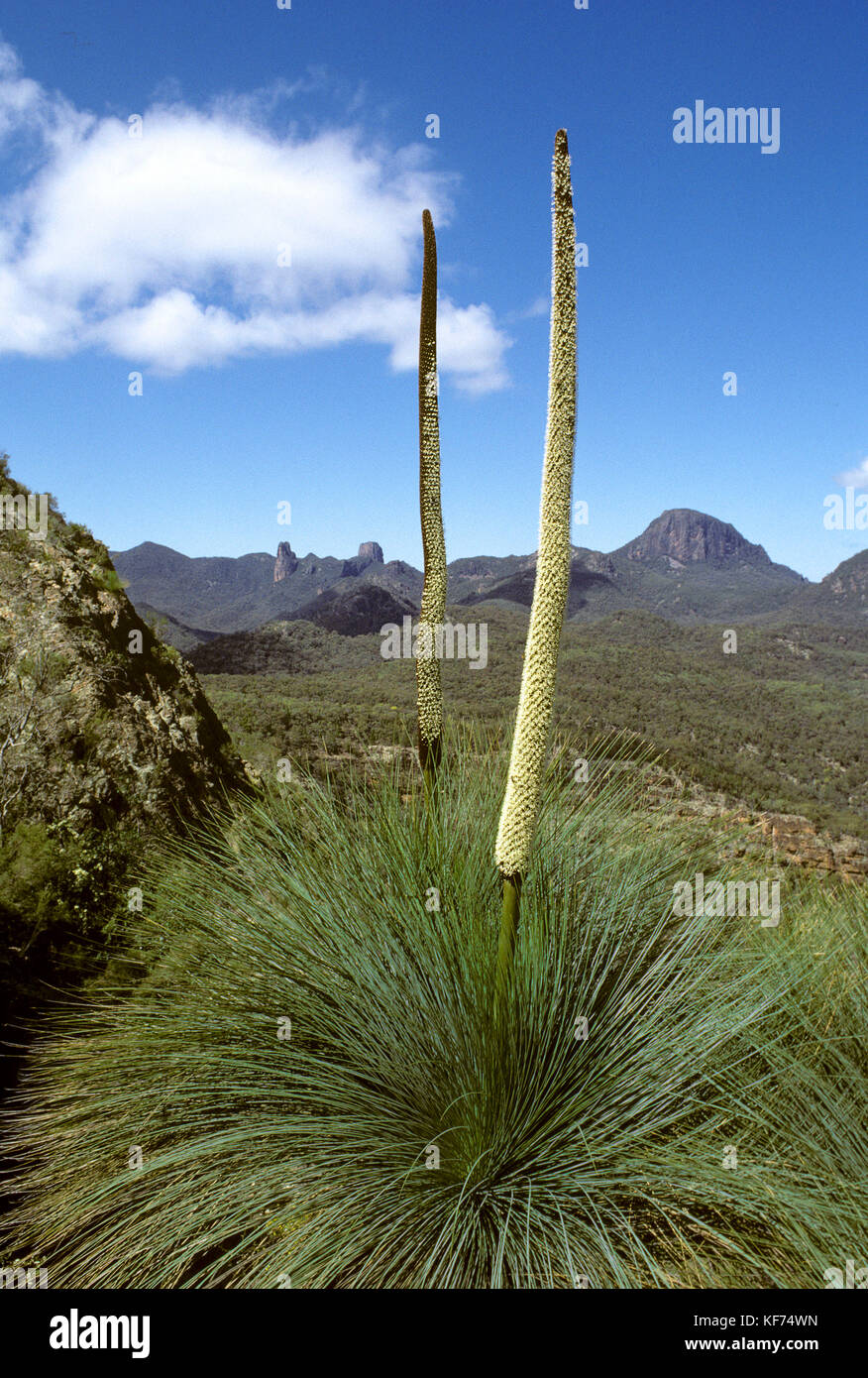 Grass tree (Xanthorrhoea glauca), Warrumbungle National Park, New South ...